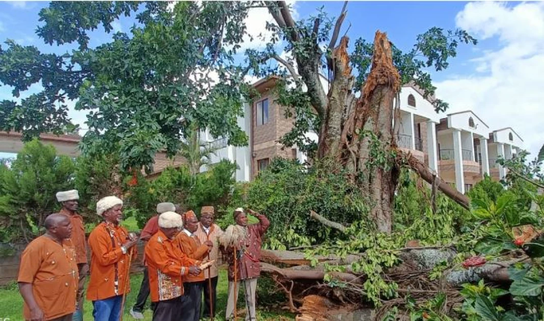 Elders Perform Rituals After Mugumo Tree Fell In Nyahururu