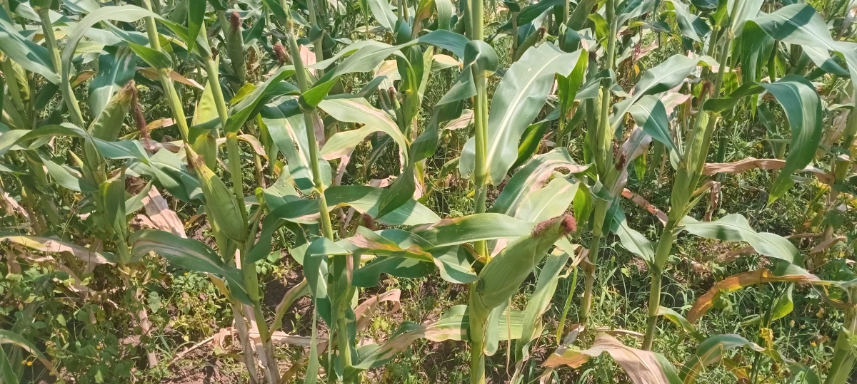 Migori: Maize farmers decry poor returns, cite competition from imports